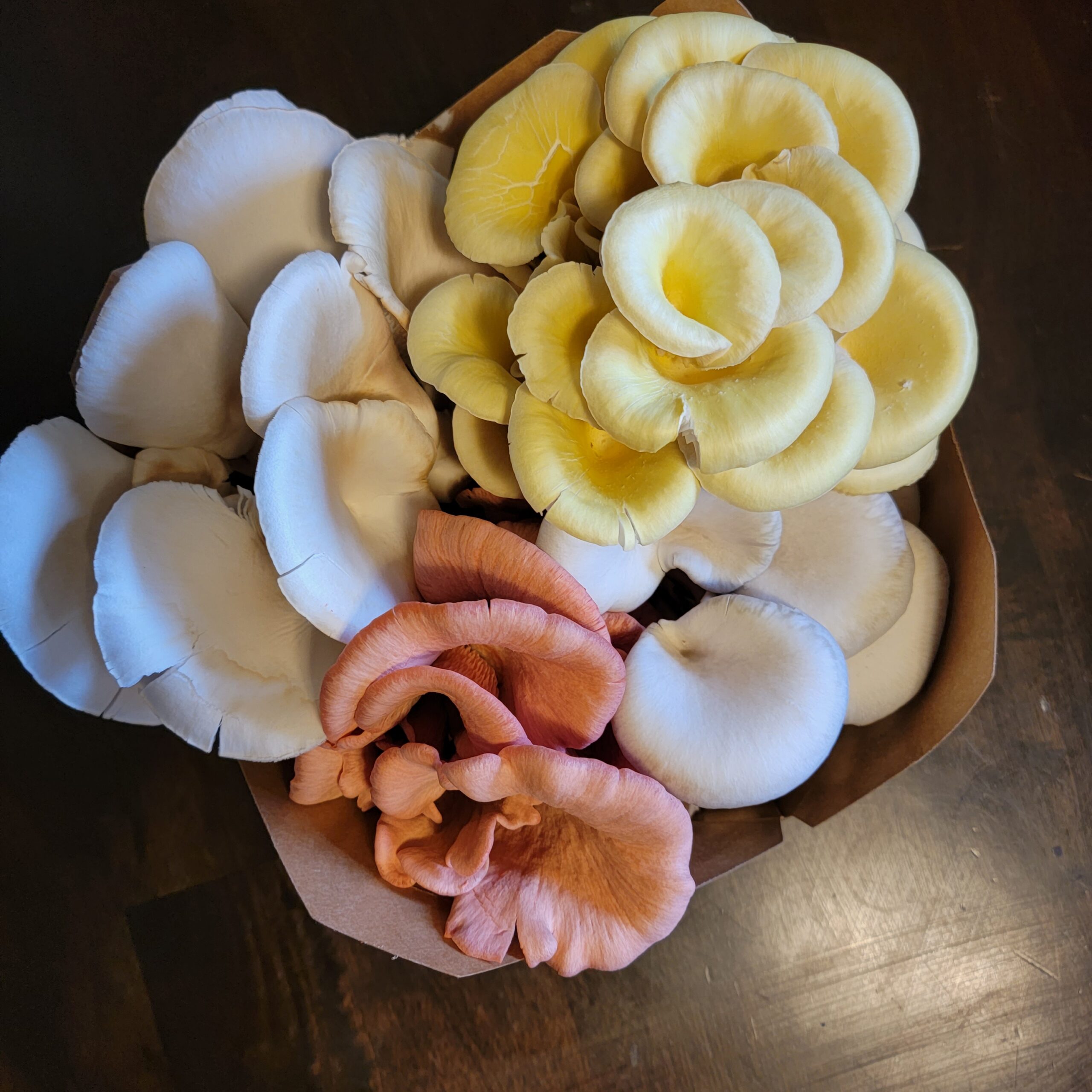 Premium Oyster Mix | Lake Country Gourmet Mushroom Farm